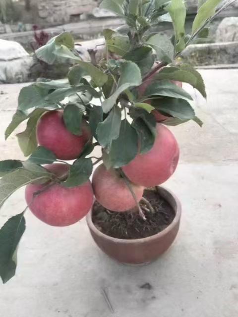 18-20" Ruixue Apple Tree - Live Bare Root Sapling, Late Maturity Dwarf
